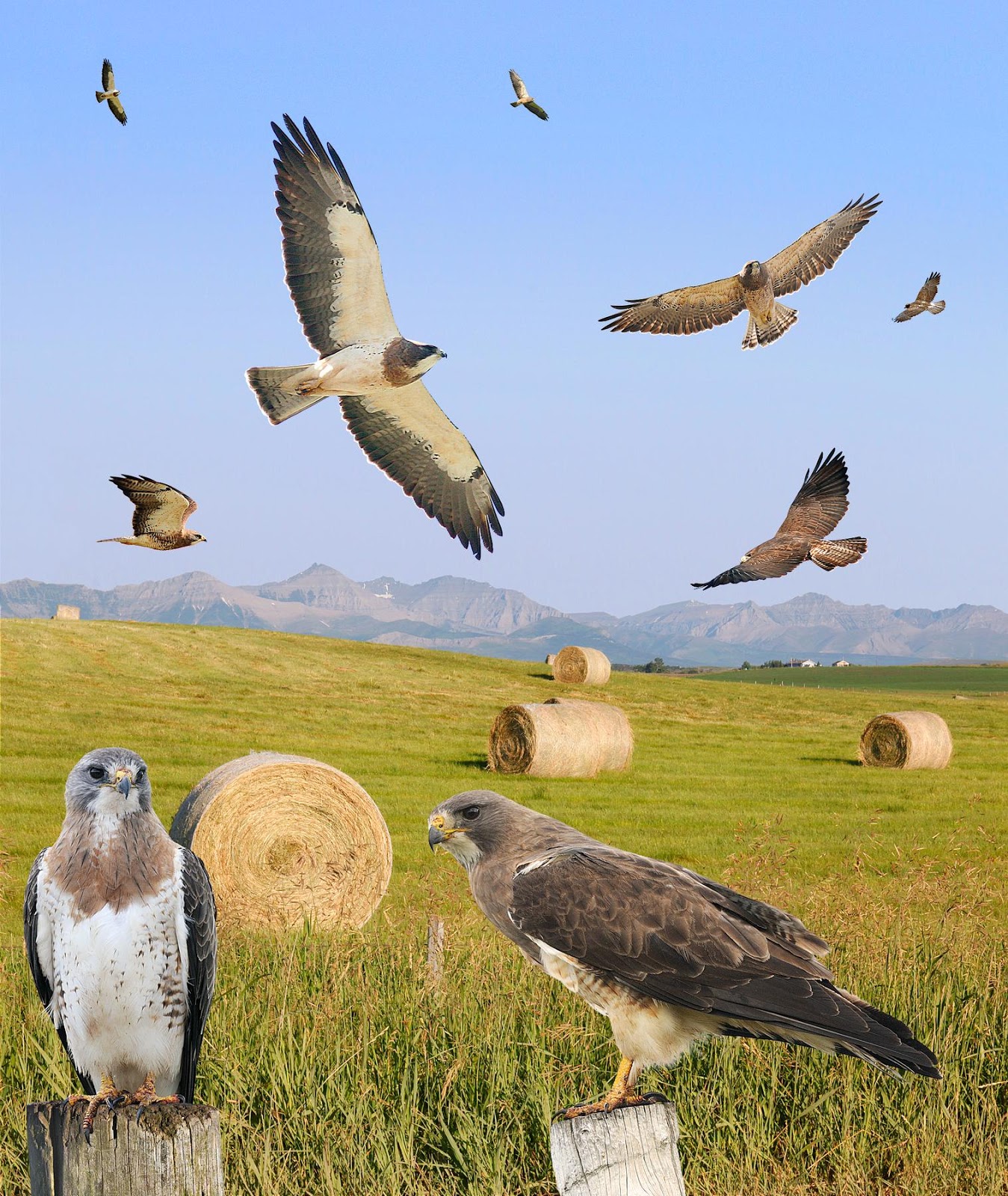 Birding Is Fun Crossley ID Raptor Guide Swainson s Hawk birding-is-fun-crossley-id-raptor-guide-swainson-s-hawk