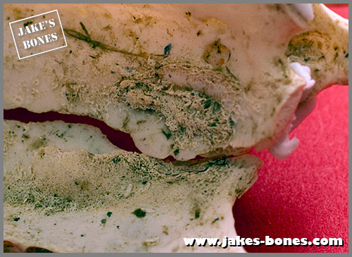 Strange bones #14: Two weird bone pathologies : Jake's Bones