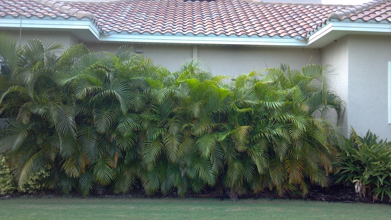 A Quality Plant Wholesale Palms And Plants For Privacy Hedges a-quality-plant-wholesale-palms-and-plants-for-privacy-hedges