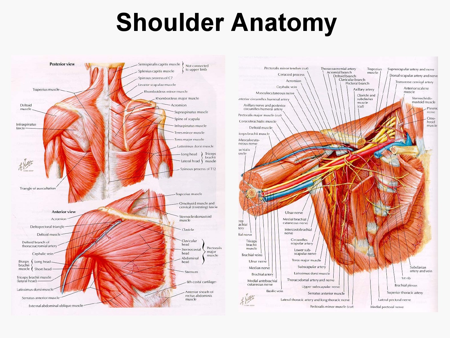 Blood Supply Venous Drainage Surface Anatomy And Nerve Supply To blood-supply-venous-drainage-surface-anatomy-and-nerve-supply-to