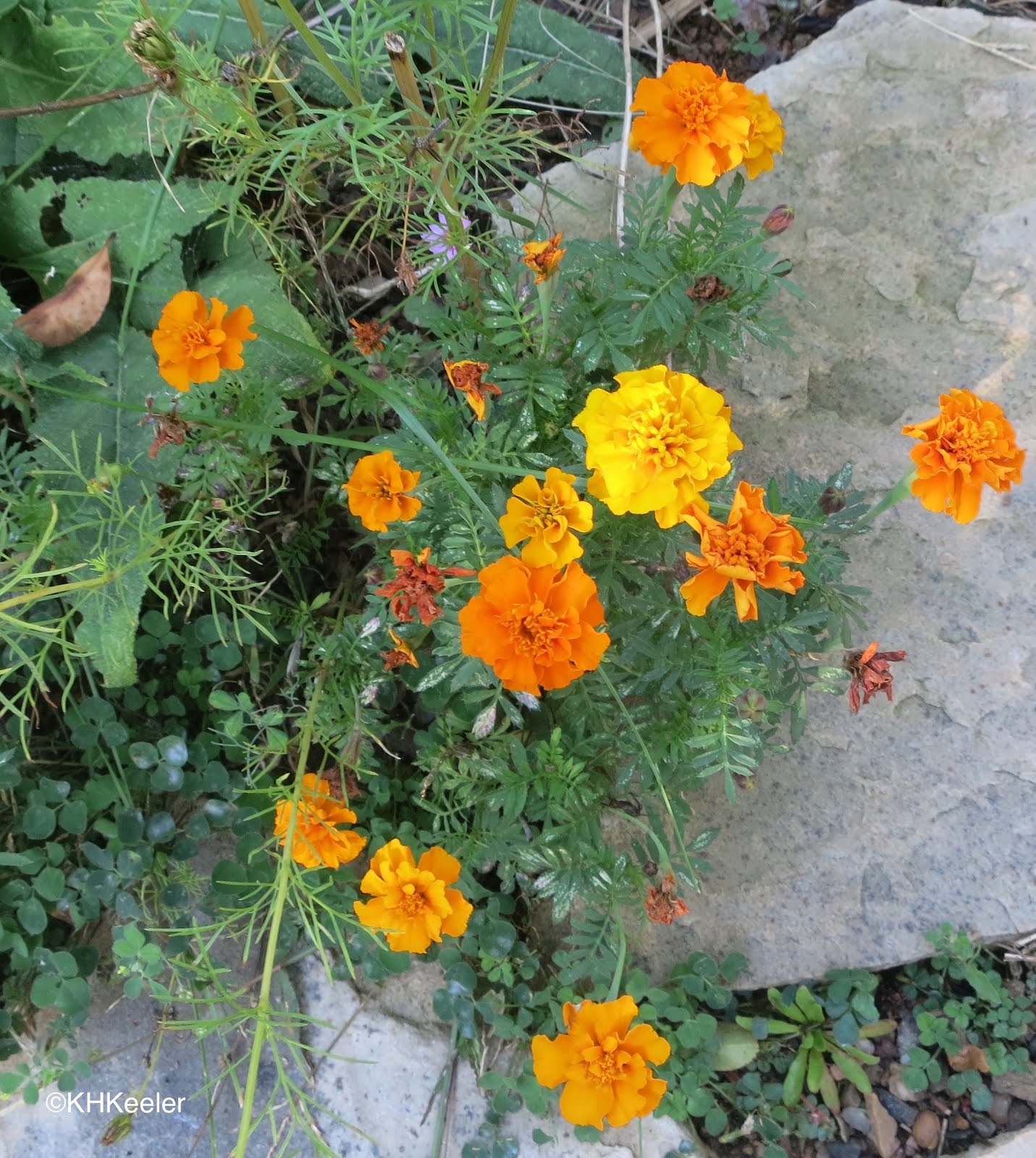 A Wandering Botanist Plant Story Marigolds From The Americas a-wandering-botanist-plant-story-marigolds-from-the-americas