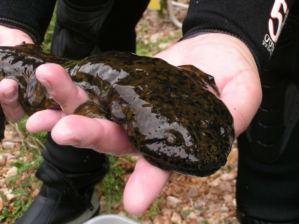 Real Monstrosities: Hellbender