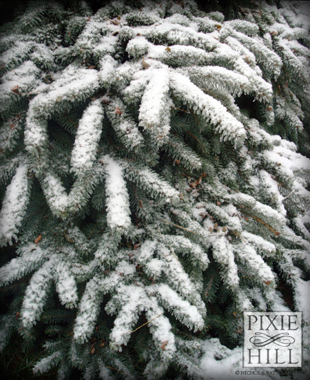 Pixie Hill: November 2011