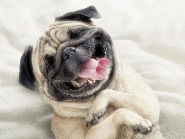 Pug Face Character Design Workbook pug-face-character-design-workbook