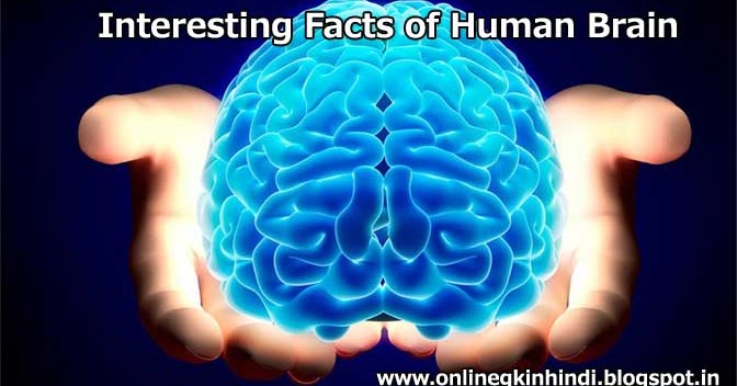 Human Brain Facts In Hindi Online GK In Hindi Samanya human-brain-facts-in-hindi-online-gk-in-hindi-samanya
