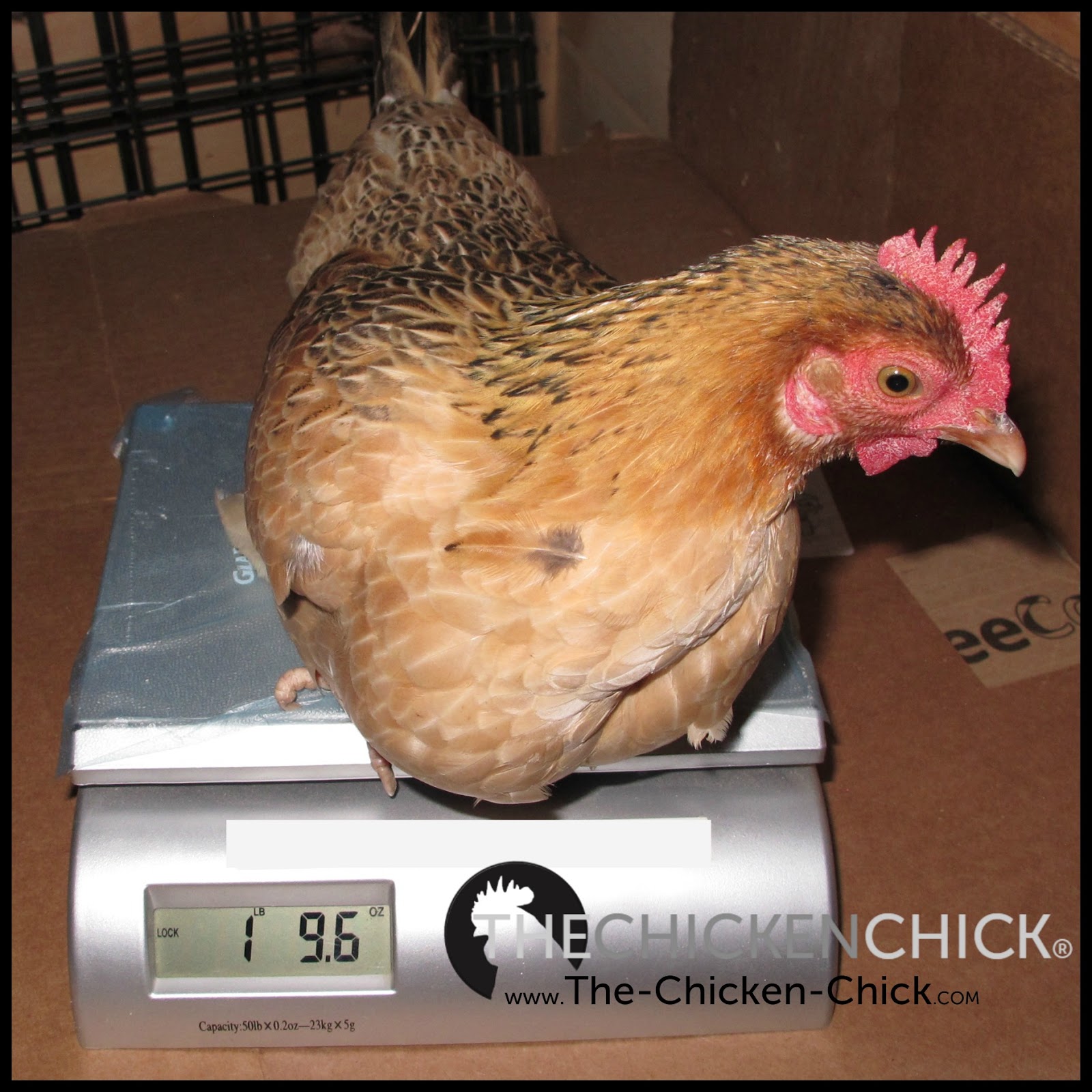 Chickens Obesity The Silent Killer How To Avoid Fatty Liver chickens-obesity-the-silent-killer-how-to-avoid-fatty-liver