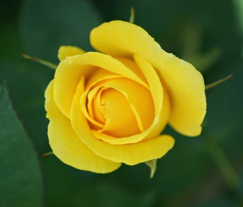Top 10 Most Beautiful Flowers In The World Marcel Hoffmann top-10-most-beautiful-flowers-in-the-world-marcel-hoffmann