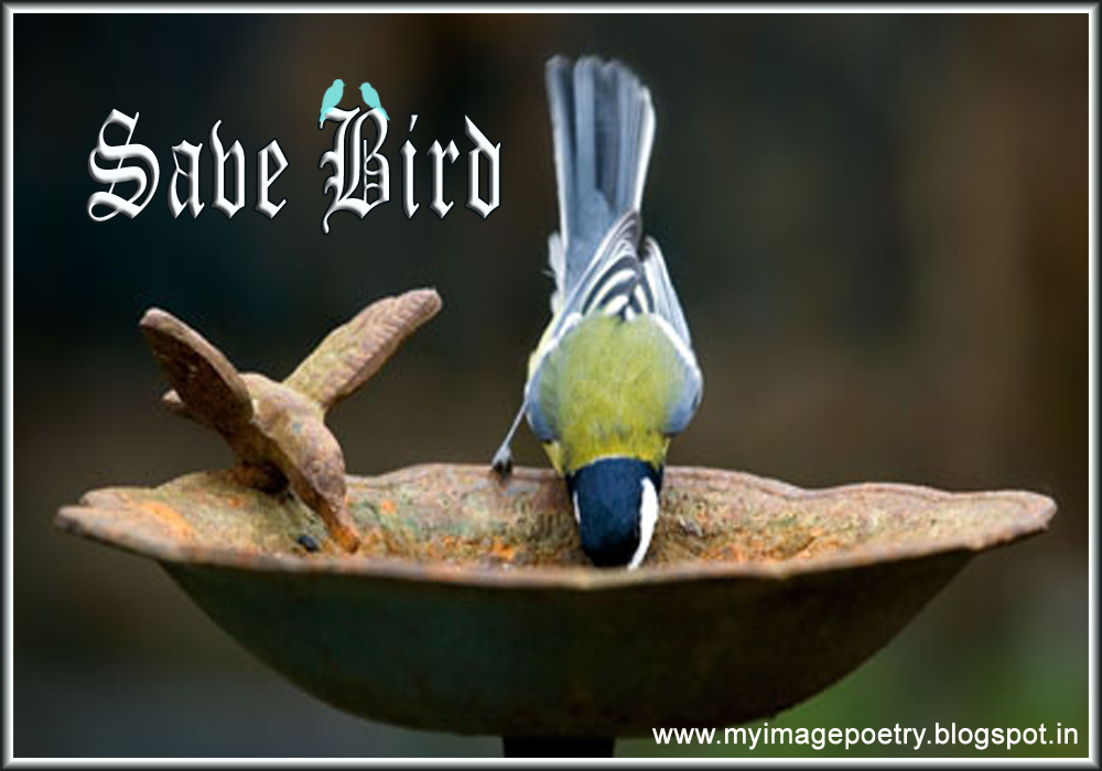 Image Poetry Save The Bird Poster image-poetry-save-the-bird-poster