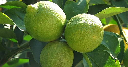AP 1 Angkatan 46: Khasiat Tanaman Obat: Jeruk Nipis (Citrus aurantifolia) AP 1 Angkatan 46: Khasiat Tanaman Obat: Jeruk Nipis (Citrus aurantifolia)