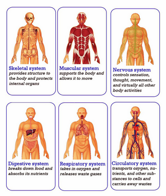 Kennedy Clan Science: Human Body Systems