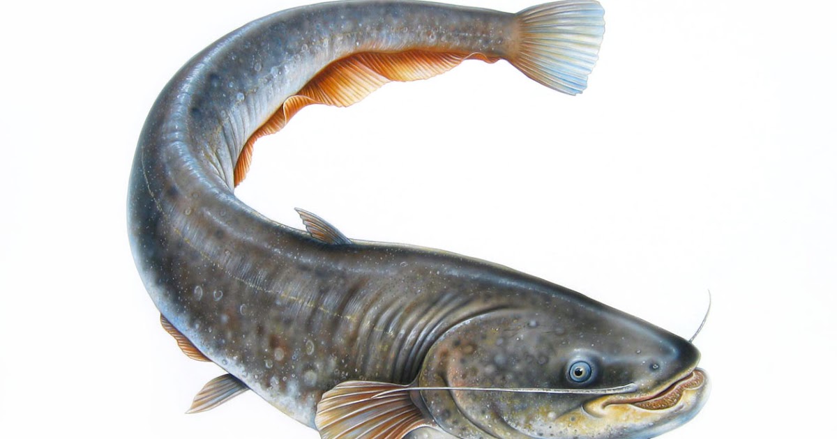NORFOLK ANGLING BLOG: Catfish being caught from the Norfolk Broads!!!!! NORFOLK ANGLING BLOG: Catfish being caught from the Norfolk Broads!!!!!