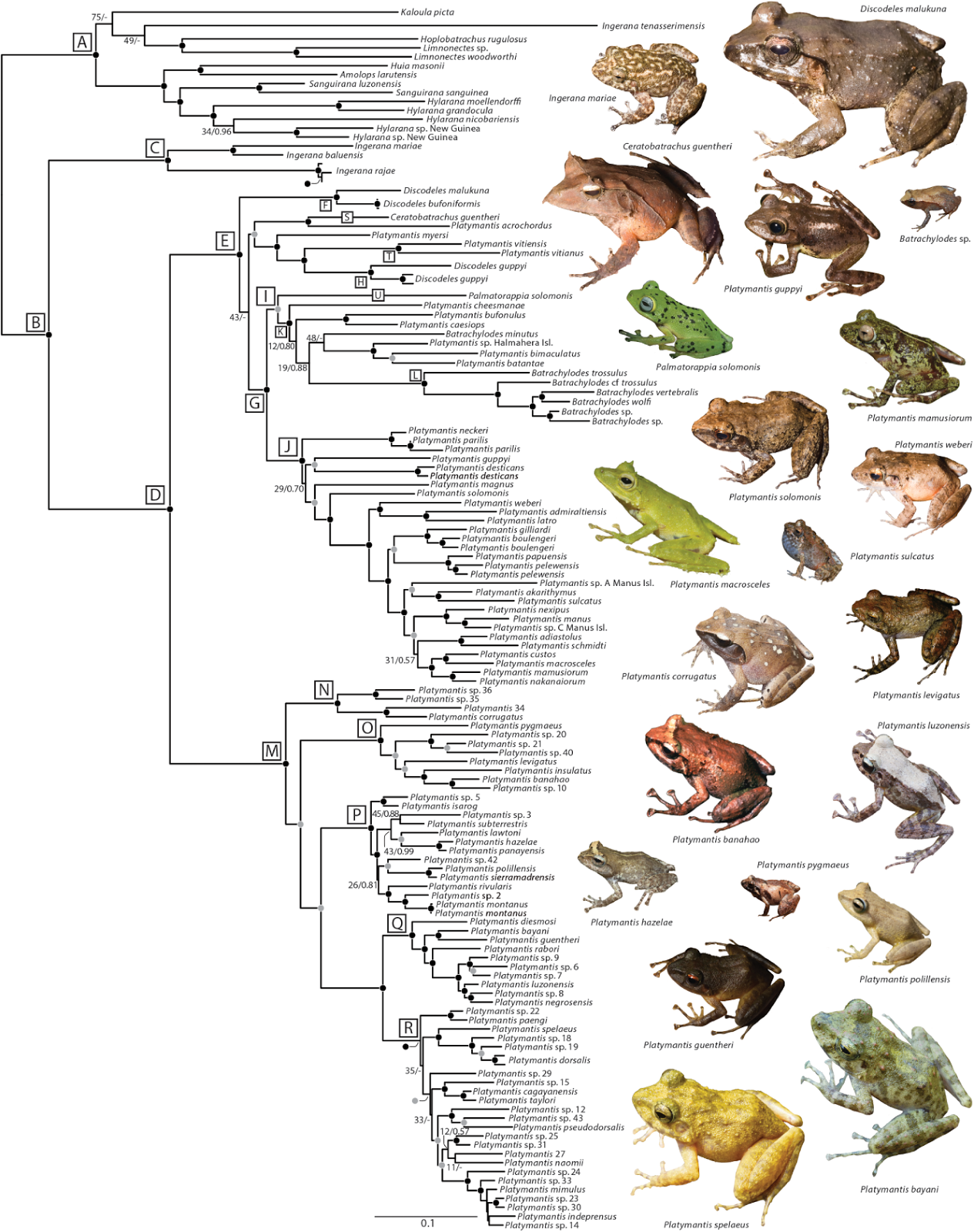 Species New To Science Herpetology 2015 Multilocus Phylogeny And A species-new-to-science-herpetology-2015-multilocus-phylogeny-and-a