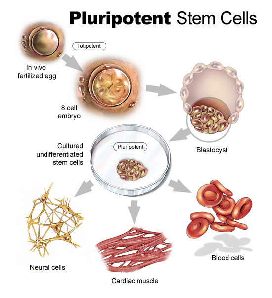 Stem Cells Learn About Types And Definition Embryonic Fetal Induced stem-cells-learn-about-types-and-definition-embryonic-fetal-induced