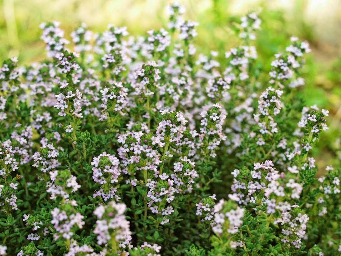 MEDICINA NATURAL: PROPIEDADES DEL TOMILLO