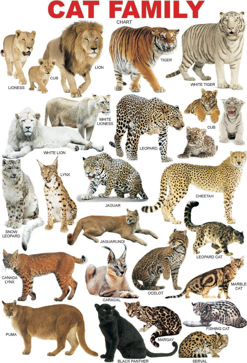 Supernova Felidae 2015 supernova-felidae-2015
