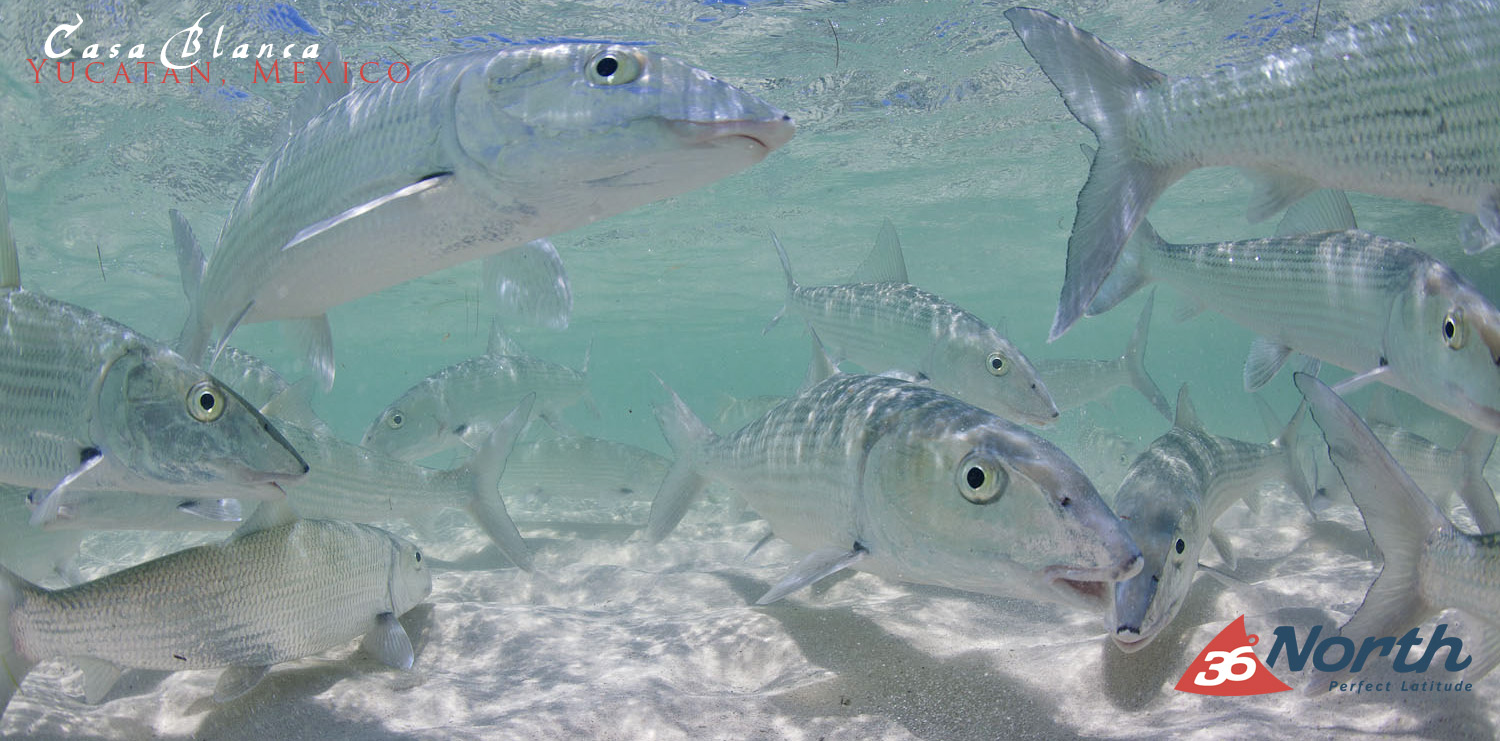 Bonefish Underwater