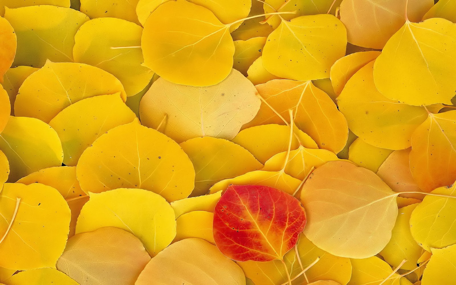 Beautiful Wallpapers for Desktop: Red Autumn Leaves Wallpapers hd Beautiful Wallpapers for Desktop: Red Autumn Leaves Wallpapers hd