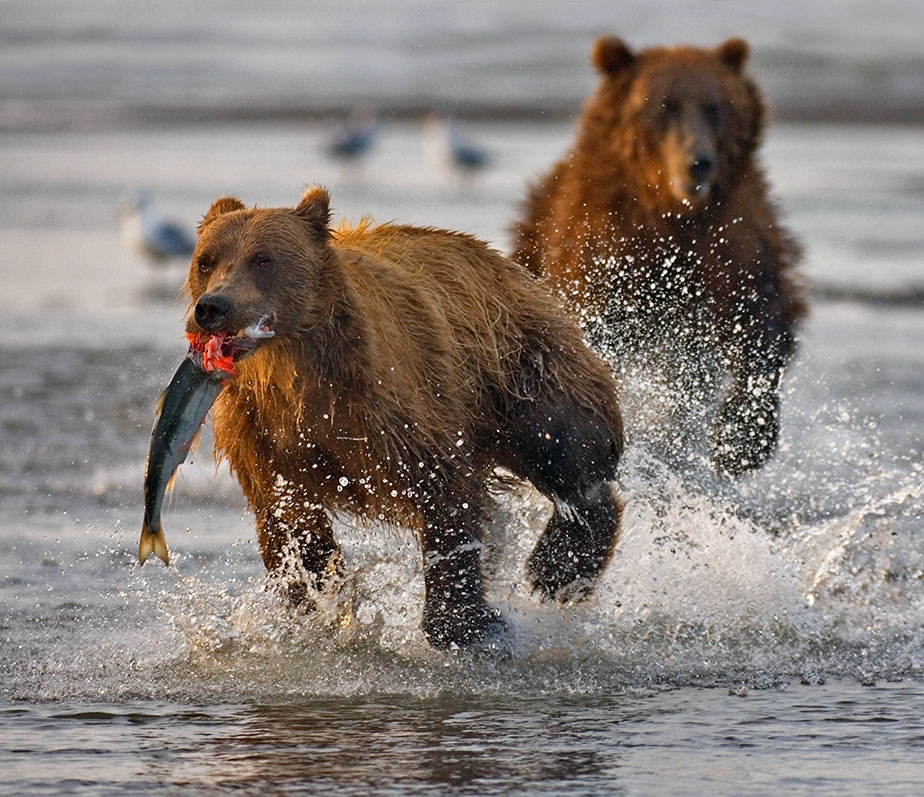 Many Means Amazing WildLife Photography many-means-amazing-wildlife-photography
