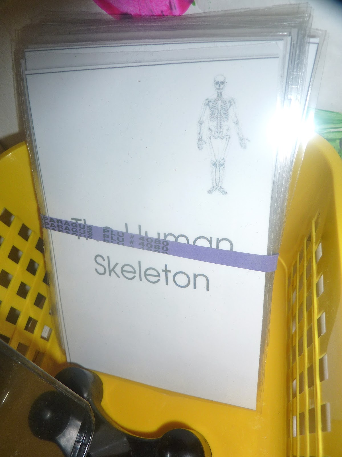 Our Human Body Montessori Activities