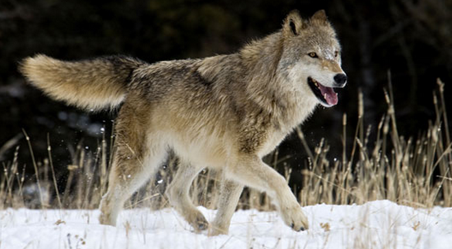 STOP WOLF HUNTS: MICHIGAN WOLVES ~ ACTIONS ~ NEWS STOP WOLF HUNTS: MICHIGAN WOLVES ~ ACTIONS ~ NEWS