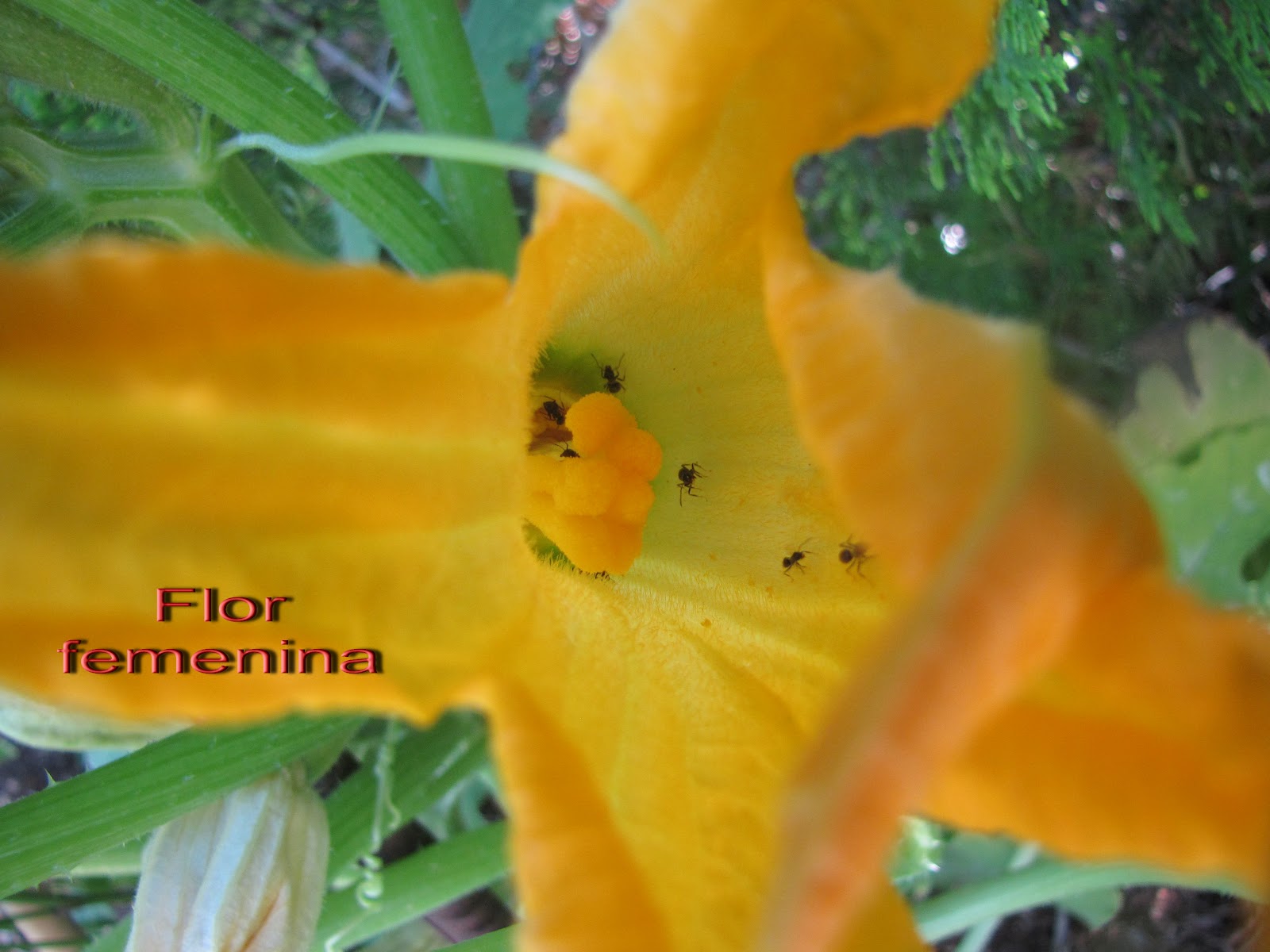 "El rincon de las Ciencias Naturales.": El problema de las flores de ...