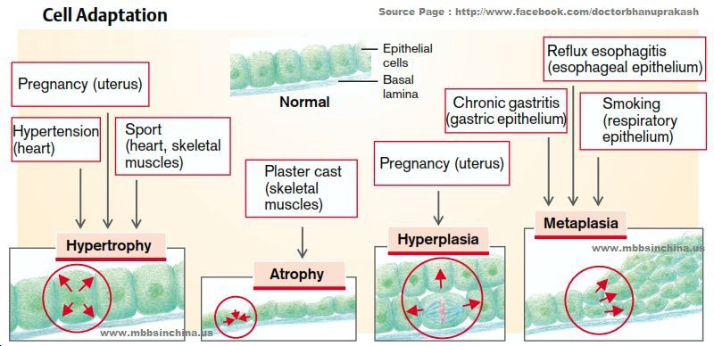 Flash Pharma: CELL ADAPTATIONS