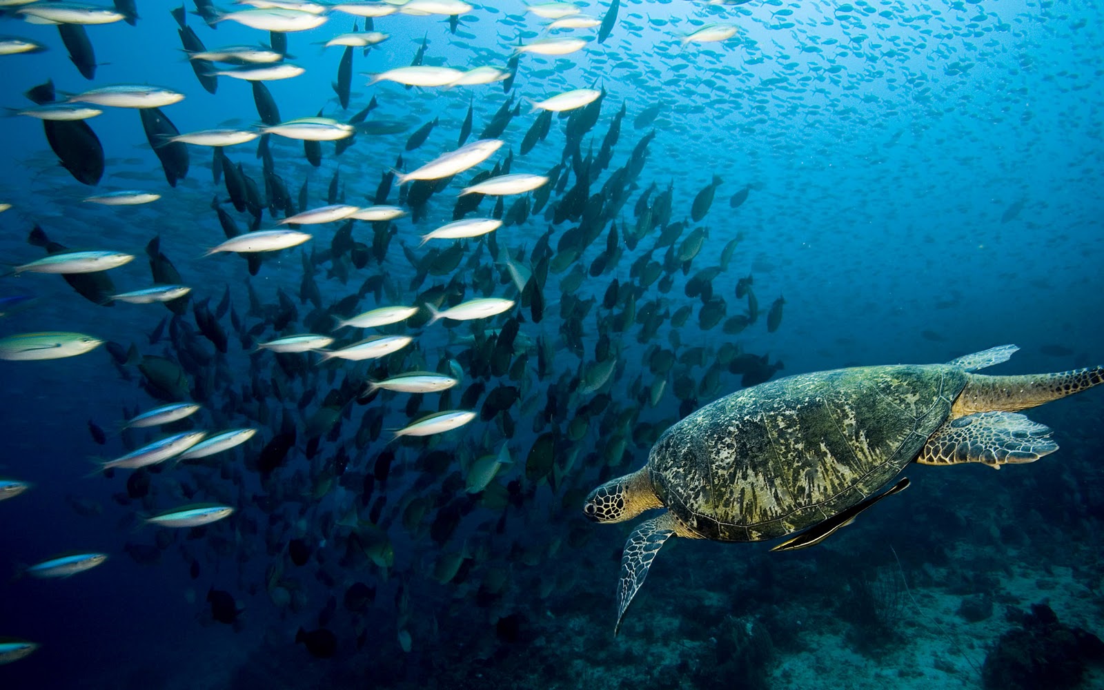 Sea life Paddling Fast To Survive Climate Change The Archaeology News sea-life-paddling-fast-to-survive-climate-change-the-archaeology-news