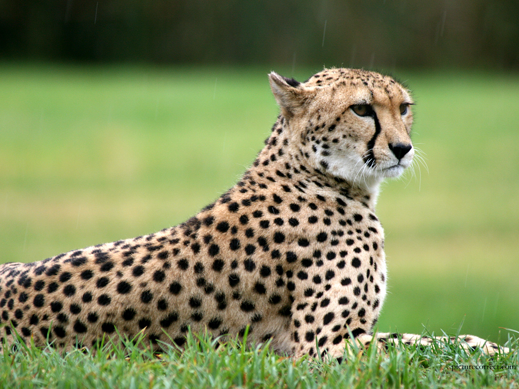 Cheetah Geoweek s cheetah-geoweek-s