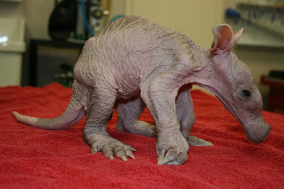 Amazing Aardvark - Aardvarks Facts, Photos, Information, Habitats, News ...