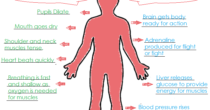 A2 Psychology Revision: How does the body respond to stress?
