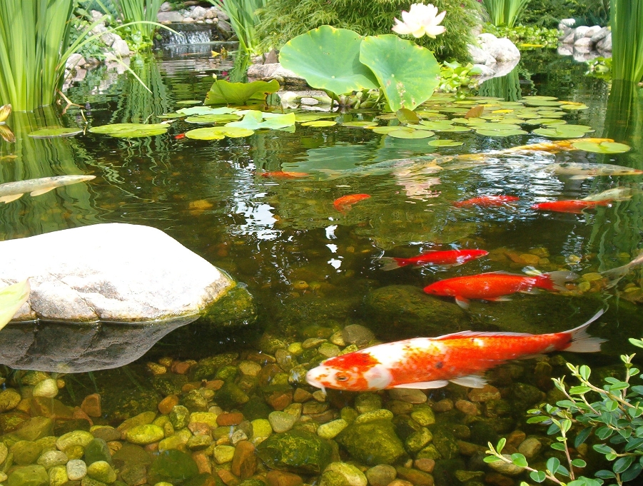 Natural Organic Solutions From Effective Environmental Services TIPS natural-organic-solutions-from-effective-environmental-services-tips