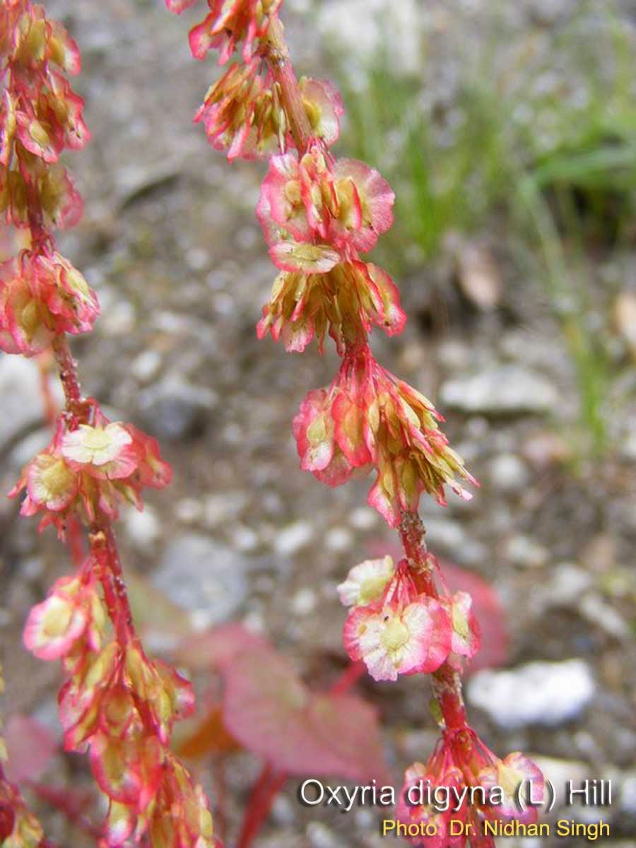 Medicinal Plants Oxyria Digyna Szczawi r Alpejski Alpen S uerling medicinal-plants-oxyria-digyna-szczawi-r-alpejski-alpen-s-uerling