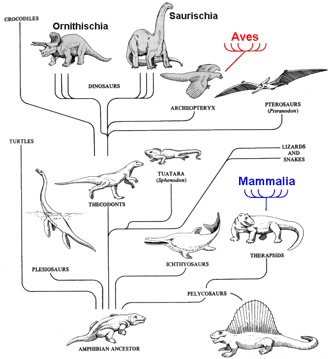 Evolución de los reptiles | Bianimal
