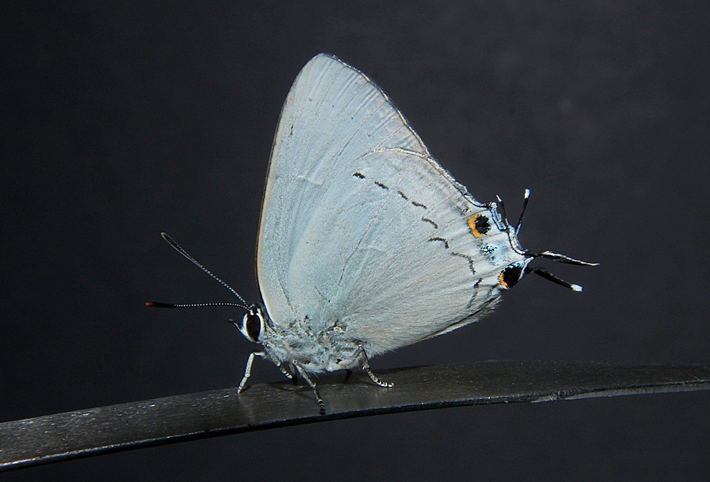 Winged Jewels Life Cycle Of Peacock Royal Tajuria Cippus winged-jewels-life-cycle-of-peacock-royal-tajuria-cippus
