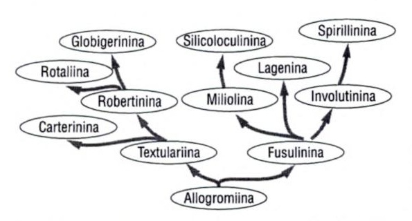 Catalogue of Organisms: The Rotaliida: Building a Wall