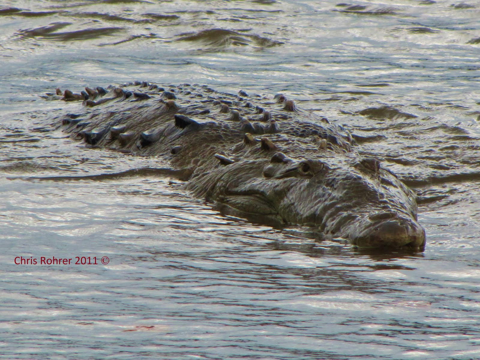 Saltwater Crocs In New Zealand at Michael Sizemore blog