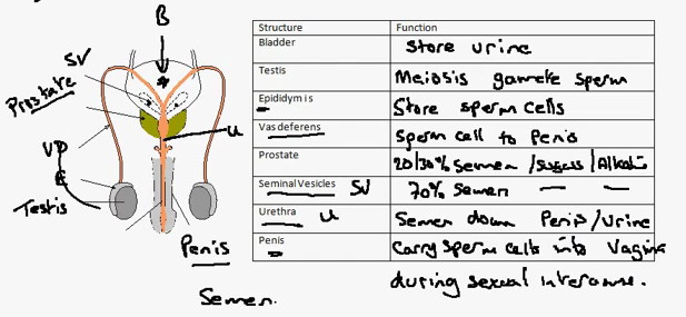 Nik's IGCSE Biology: 3.9a Male Reproductive System
