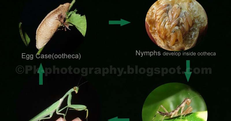 Praying Mantis Life Cycle | Nature, Cultural, and Travel Photography Blog