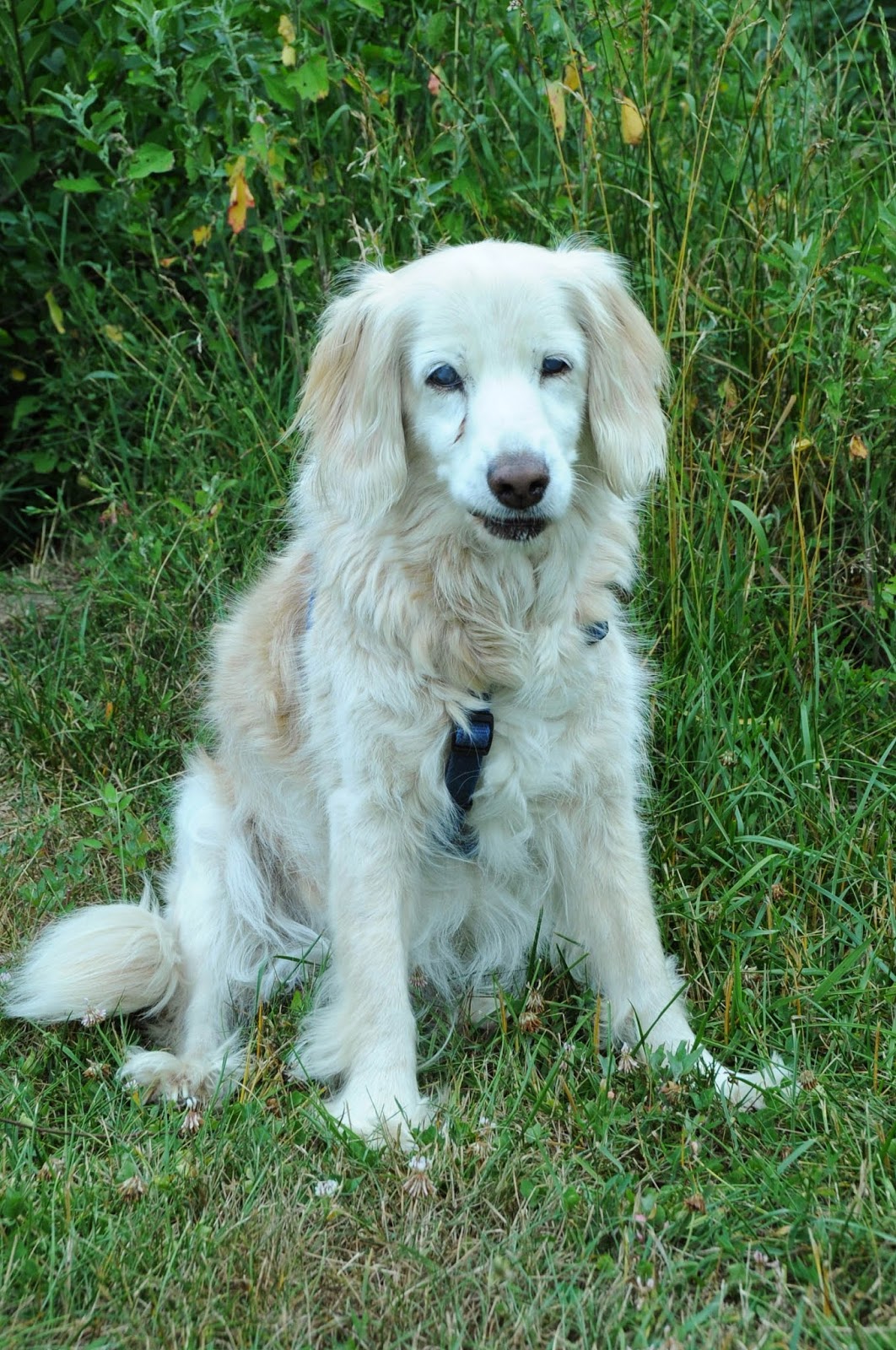 Sandy's Healthy Blog: Sandy's Healthy Blog