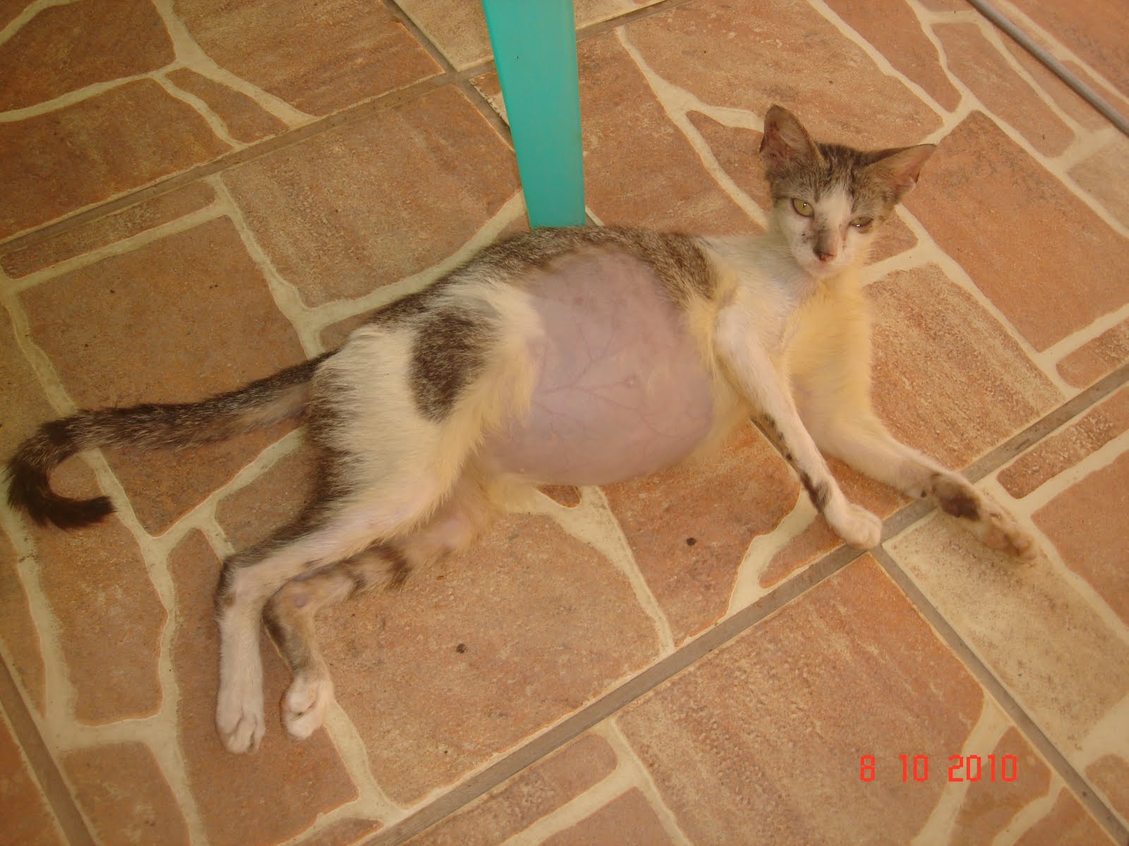 Patologia Veterinária: Peritonite Infeciosa Felina(PIF)