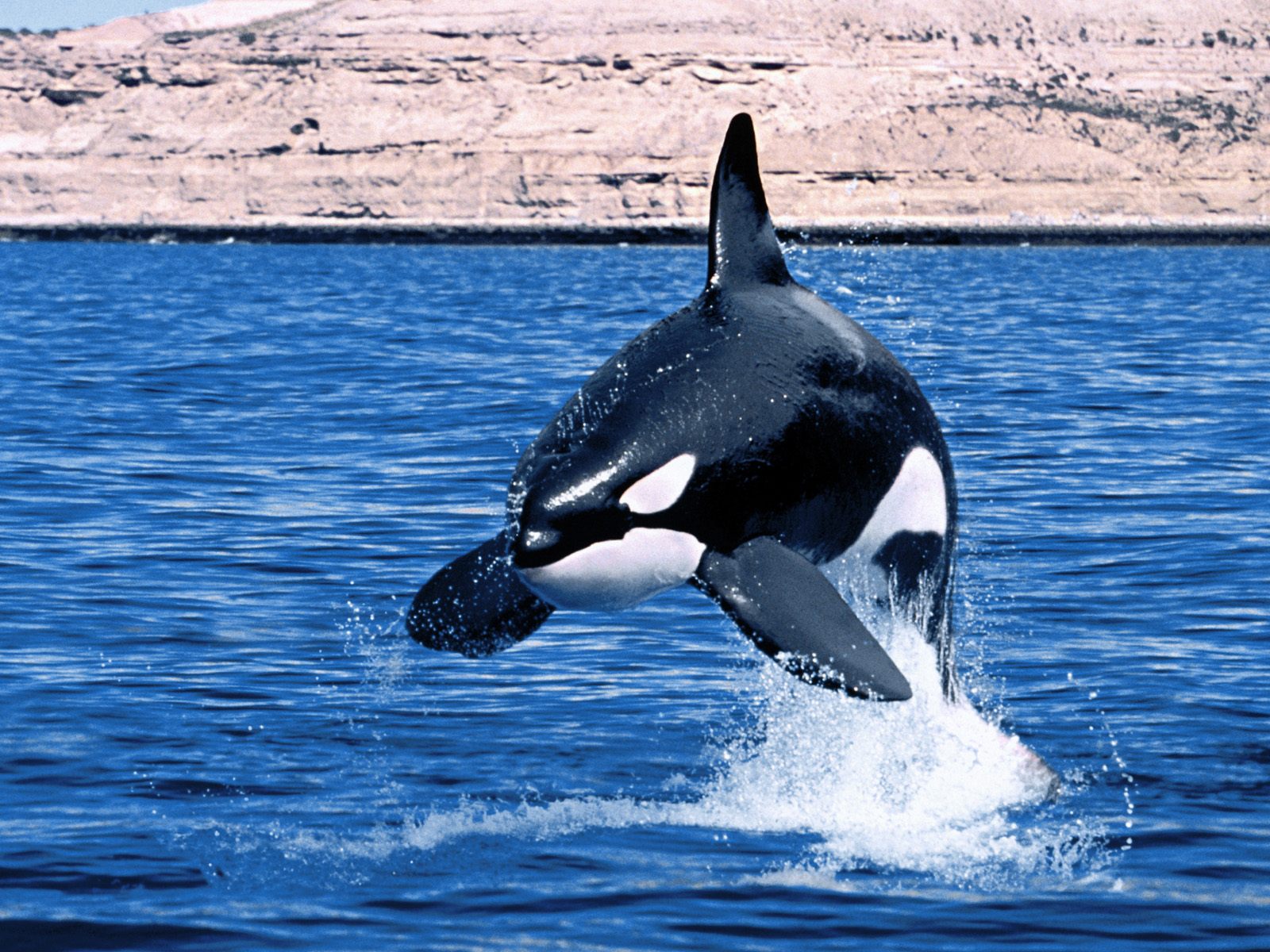 HD Whale and Dolphin Wallpapers | HD Nature Wallpapers