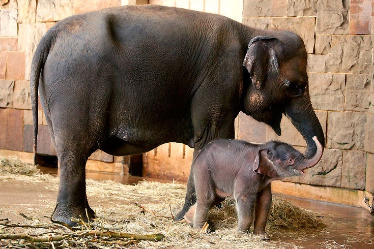 Science: Animals that give birth to their young