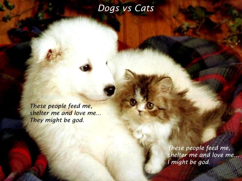 Cat And Dog Quotes QuotesGram cat-and-dog-quotes-quotesgram