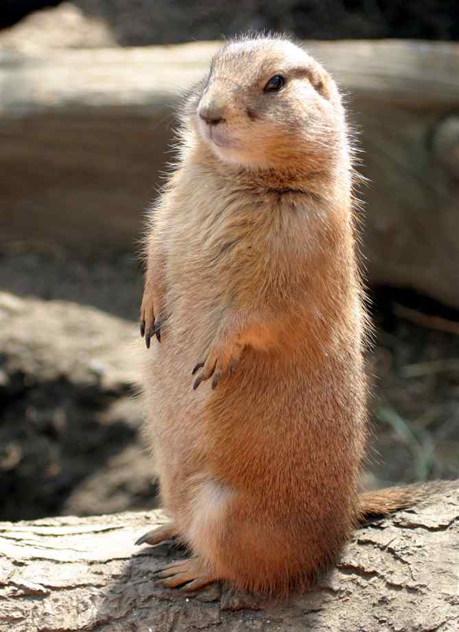 Holly Anthony Our Very Own Pet Prairie Dog holly-anthony-our-very-own-pet-prairie-dog