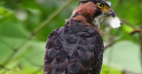 Gray-bellied Hawk and TWO Whistling Herons and more, a report by Euclides Campos