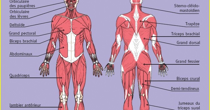 Connaissance scientifiques et performence sportive: Muscles