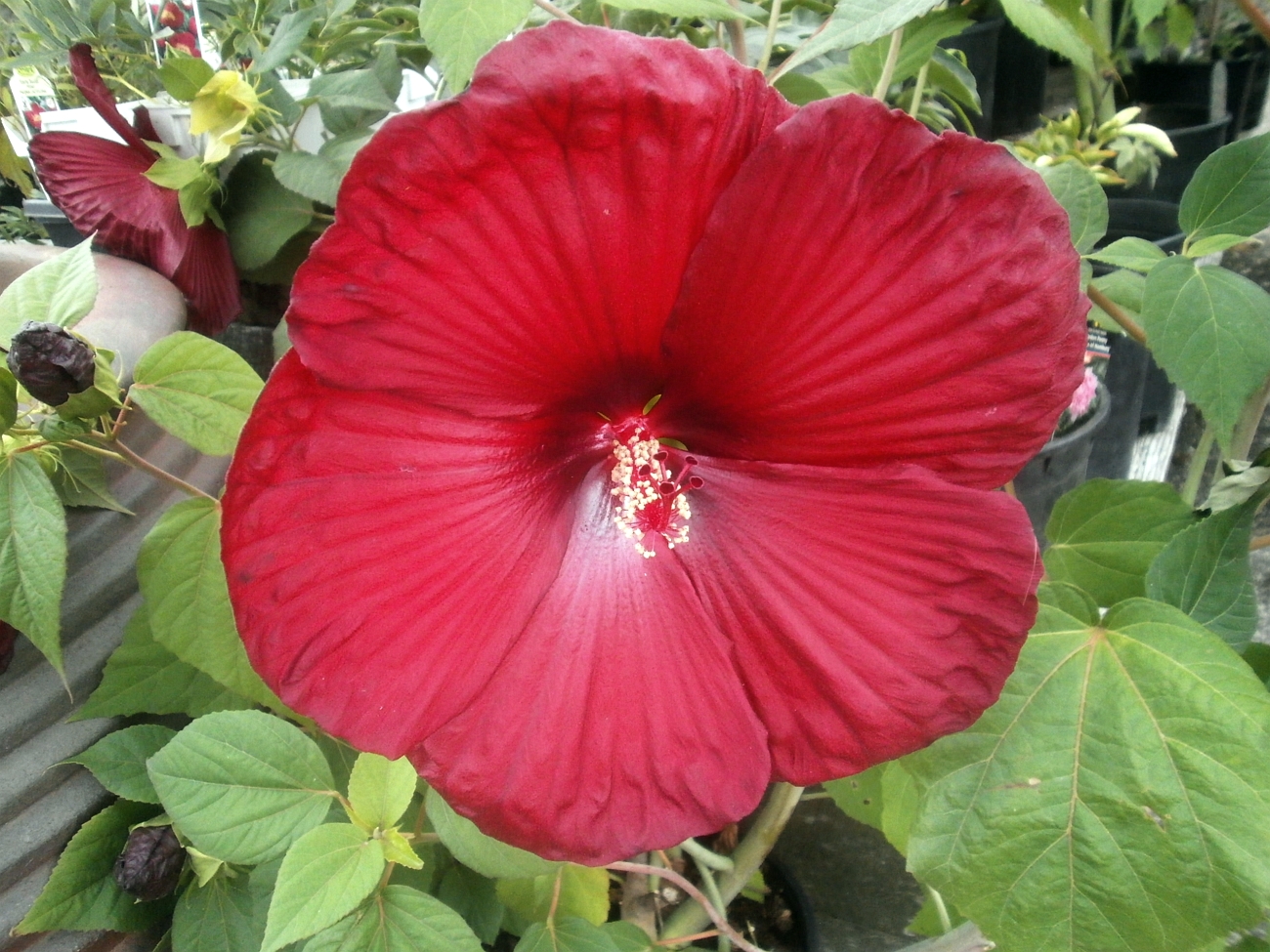 Plants Are The Strangest People Pretty Picture Hibiscus Heartthrob plants-are-the-strangest-people-pretty-picture-hibiscus-heartthrob