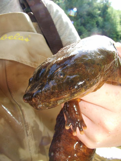 Real Monstrosities: Hellbender