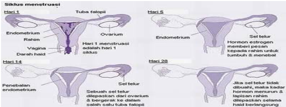 Fase-fase siklus menstruasi ~ Anomali knowledge Fase-fase siklus menstruasi ~ Anomali knowledge