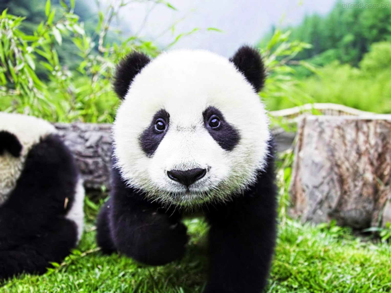 Admirável Biologia: A luta pelo Panda Gigante. Admirável Biologia: A luta pelo Panda Gigante.